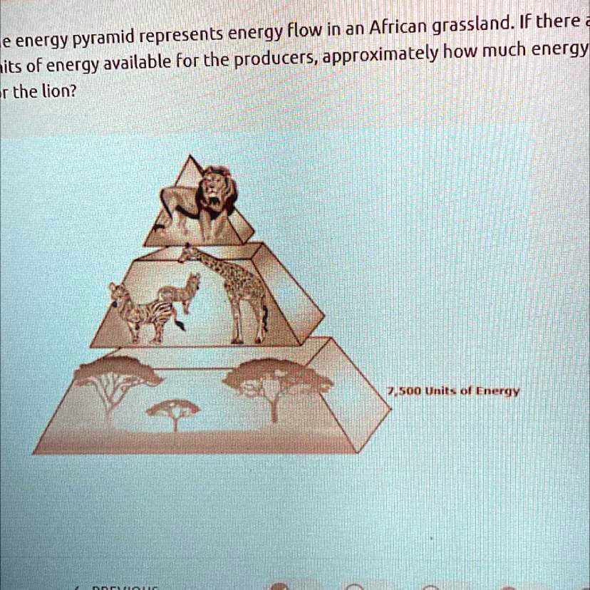 e energy pyramid represents energy flow in an African grassland. If ...