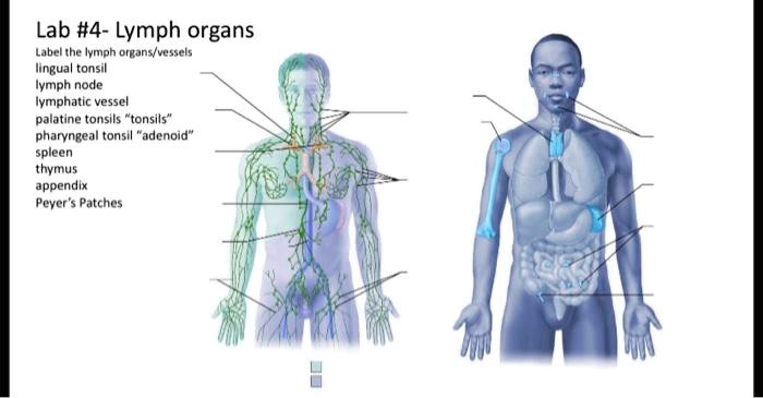 Lab #4- Lymph organs Label the lymph organs/vessels lingual tonsil ...