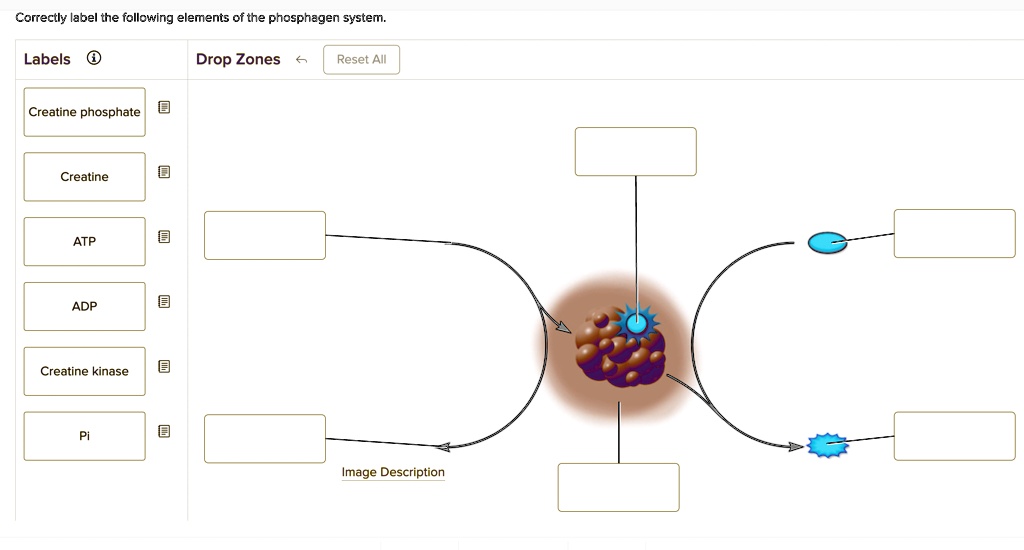 Correctly label the following elements of the phosphagen system. Labels ... Correctly label the following elements of the phosphagen system. Labels ...