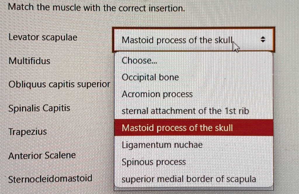 [GET ANSWER] match the muscle with the correct insertion levator ...