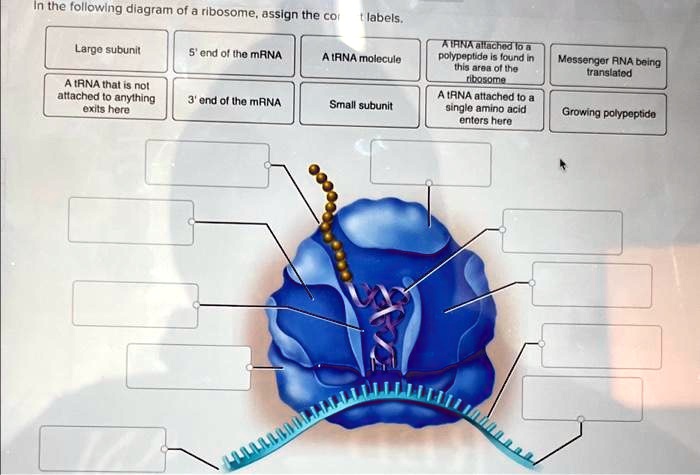 In the following diagram of a ribosome, assign the correct labels ...