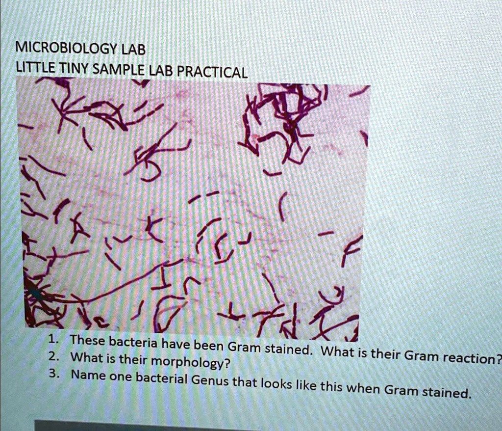 microbiology lab little tiny sample lab practical 1 these bacteria have been gram stained what ...