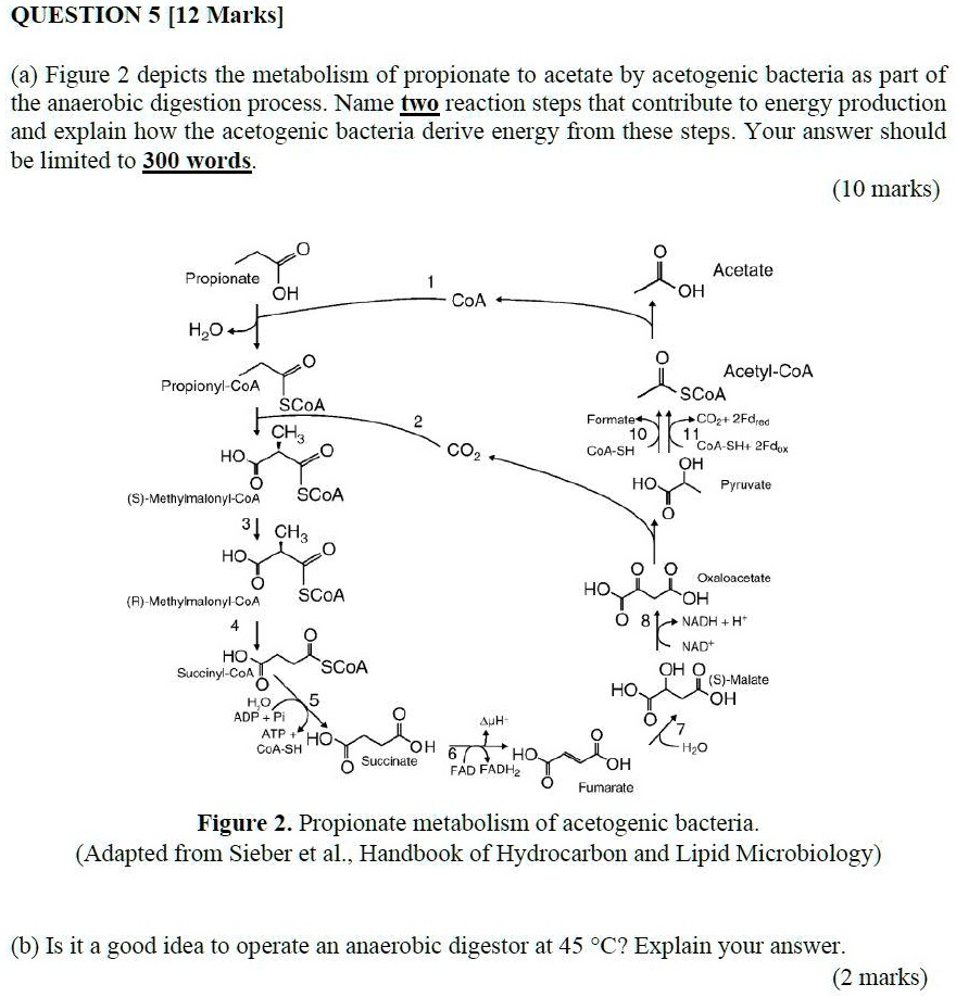 SOLVED:QUESTION 5 [12 Marks] Figure 2 depicts the metabolism of ...