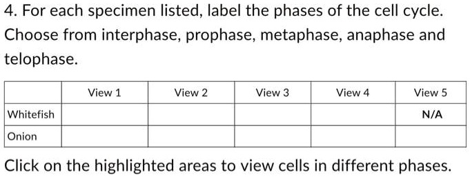 SOLVED: 4. For each specimen listed, label the phases of the cell cycle ...