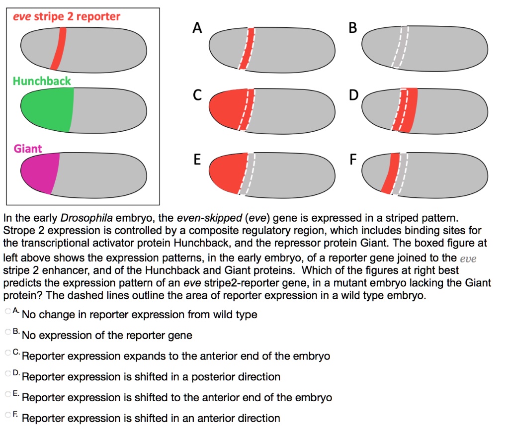 eve stripe 2 reporter a b hunchback giant in the early drosophila embryo the even skipped eve ...