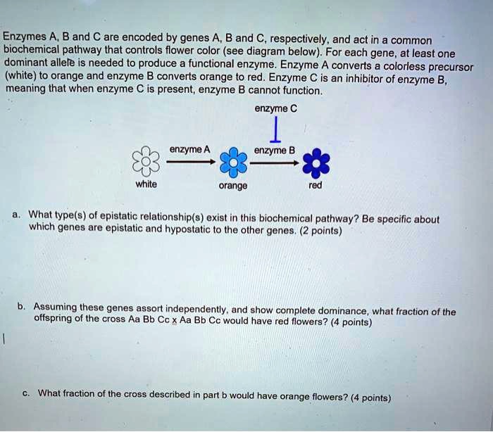 enzymes a b and c are encoded by genes a b and c respectively and act ...
