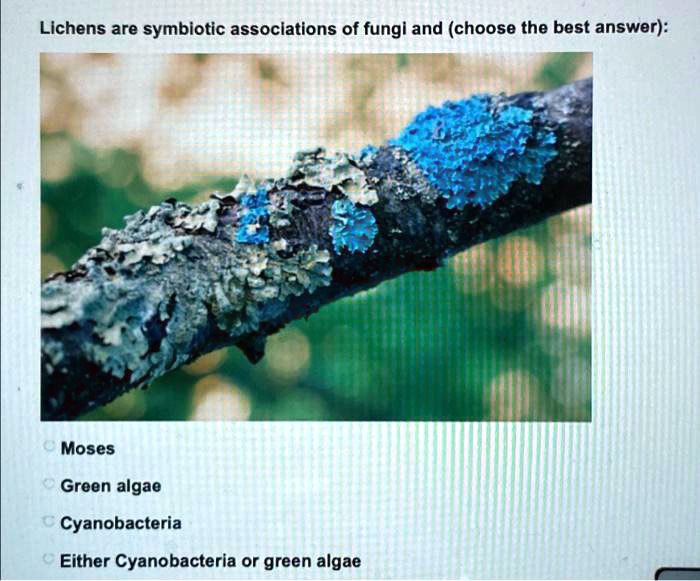 Lichens are symbiotic associations of fungi and (choose the best answer ...