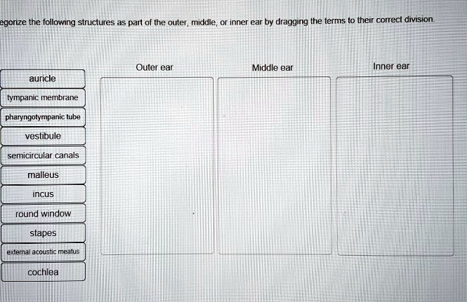 SOLVED: Categorize the following structures as part of the outer ...