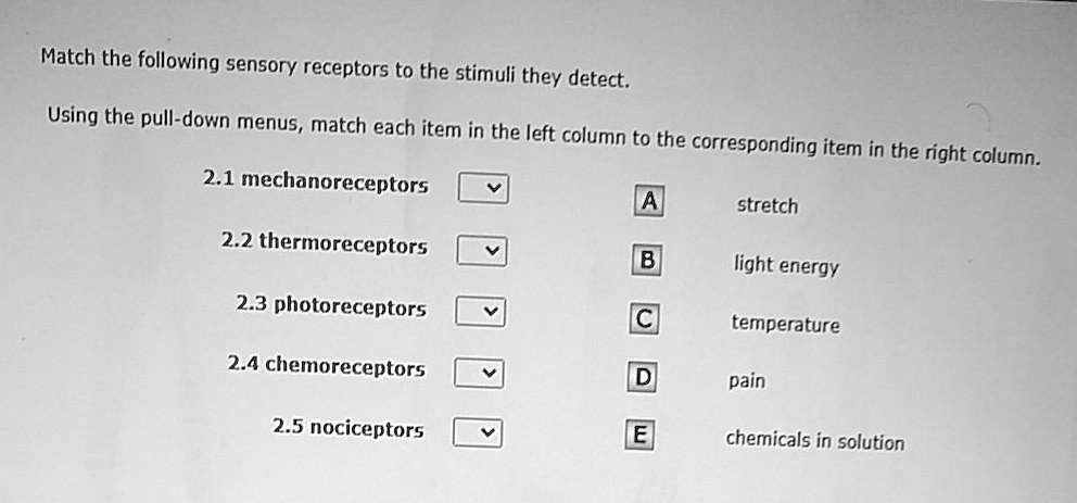 SOLVED: Match the following sensory receptors to the stimuli they detect. Using the pull-down ...