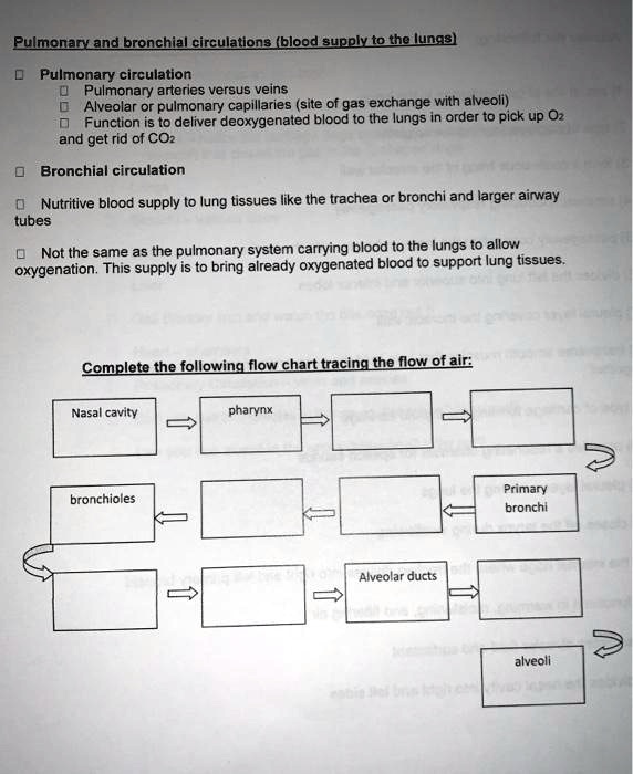 SOLVED: Pulmonary and bronchial circulations (blood supply to the lungs) Pulmonary circulation ...