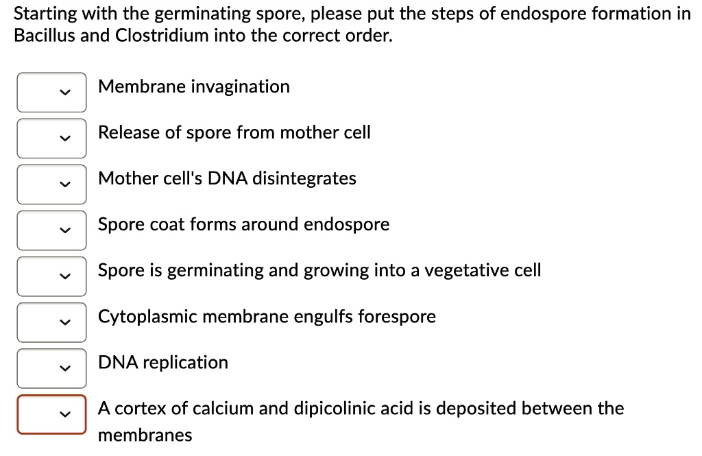 starting with the germinating spore please put the steps of endospore ...