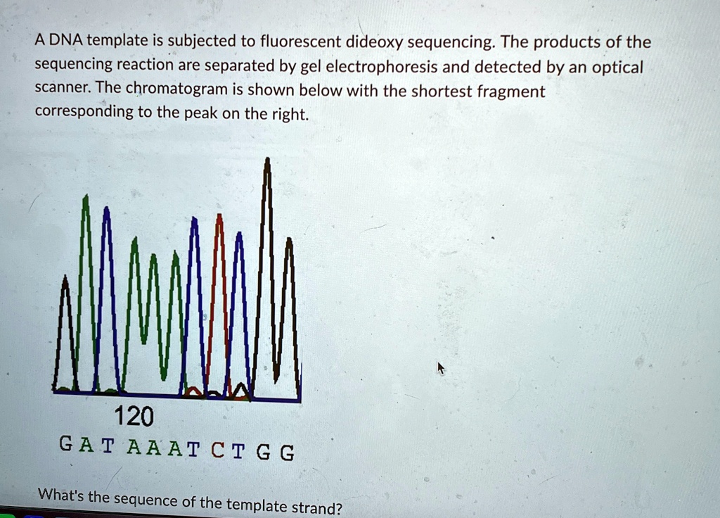 [GET ANSWER] a dna template is subjected to fluorescent dideoxy ...