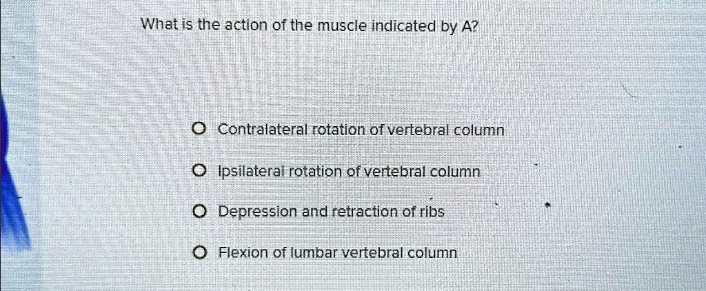 what is the action of the muscle indicated by a contralateral rotation ...
