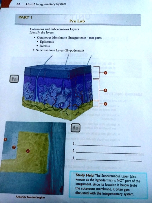 Unit 3: Integumentary System PART I Pre Lab Cutaneous and Subcutaneous ...
