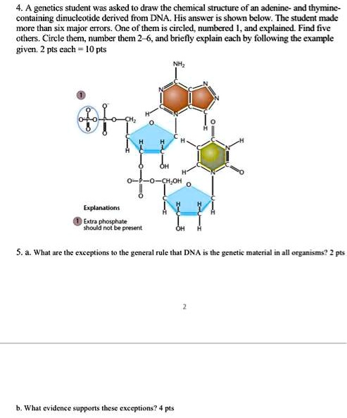 4. A genetics student was asked to draw the chemical structure of an ...