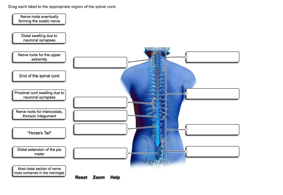 Drag each label to the appropriate region of the spinal cord Nerve ...