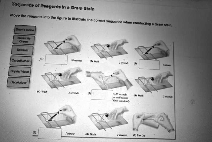 sequence 0 reagents in gram staln move the reagents into the figure to ...
