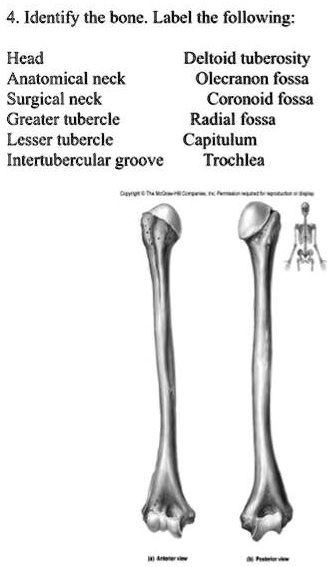 4. Identify the bone. Label the following: Head Anatomical neck ...