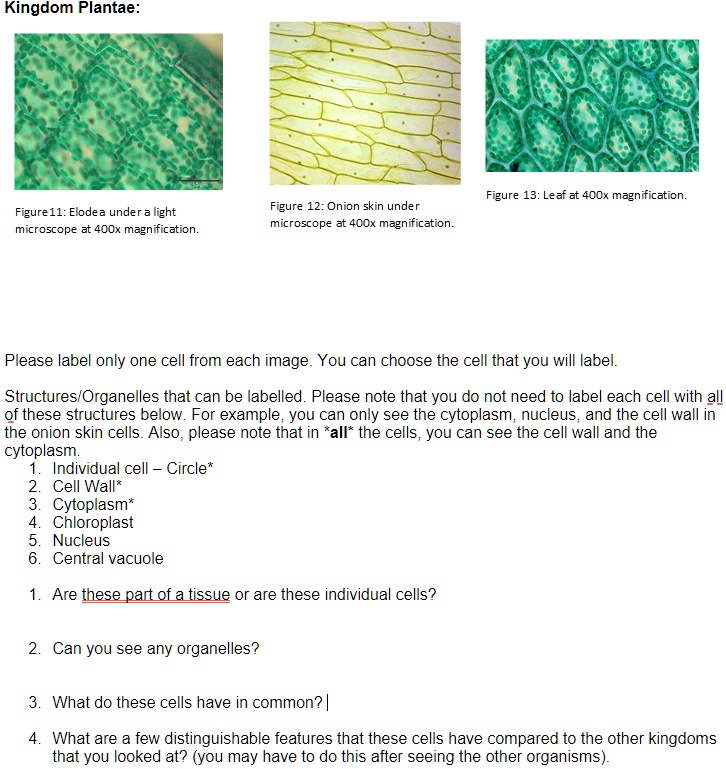 kingdom plantae figure 13 leaf at 4oox magnification figurel1 odea ...