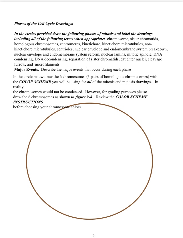 Phases of the Cell Cycle Drawings: In the circles provided draw the ...