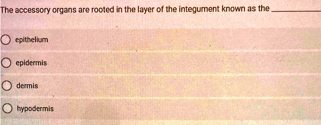 The accessory organs are rooted in the layer of the integument known as ...