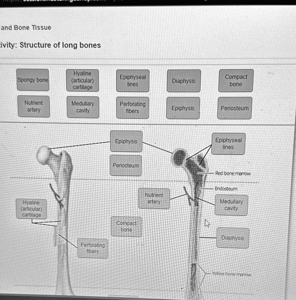 bone tissue activity structure of long bones hyaline articular ...