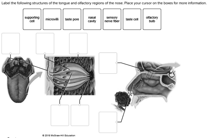 SOLVED: Label the following structures the tongue and olfactory egions ...