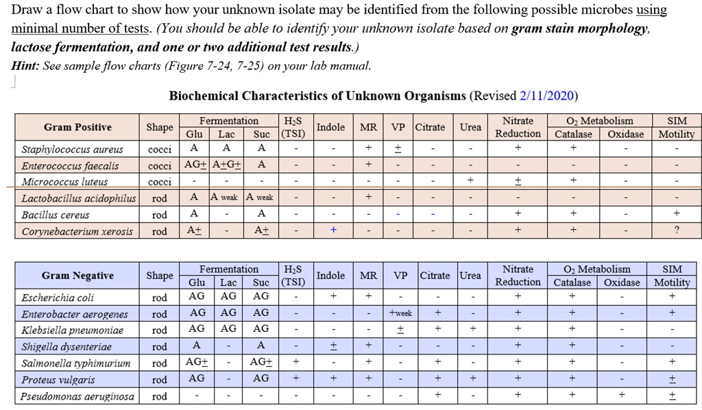 SOLVED:Draw a flow chart to show how your unknown isolate may be ...