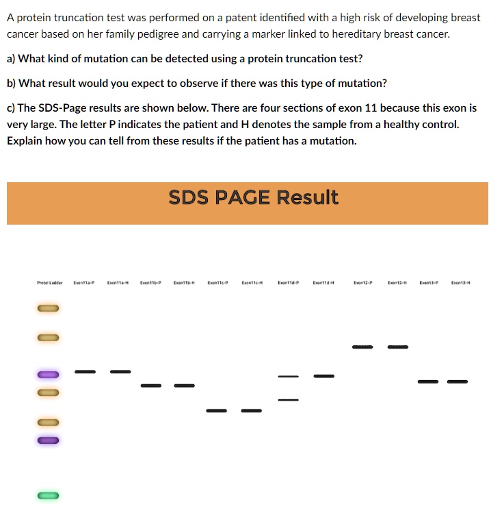 SOLVED: A protein truncation test was performed on a patent identified ...