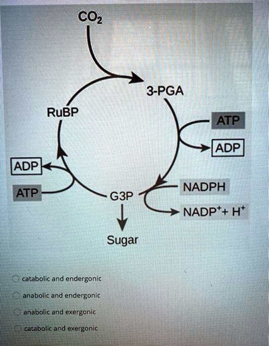 coz 3 pga rubp atp adp adp nadph atp g3p nadp ht sugar catabolic and ...