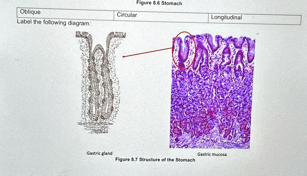 figure 86 stomach tableobliquecircularlongitudinallabel the following ...