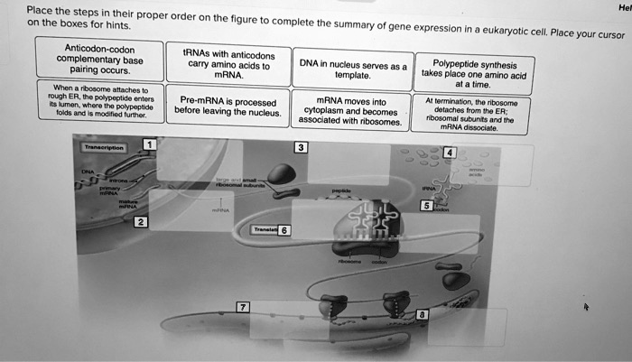 place the steps in their proper order on the tigure the boxes for hints ...