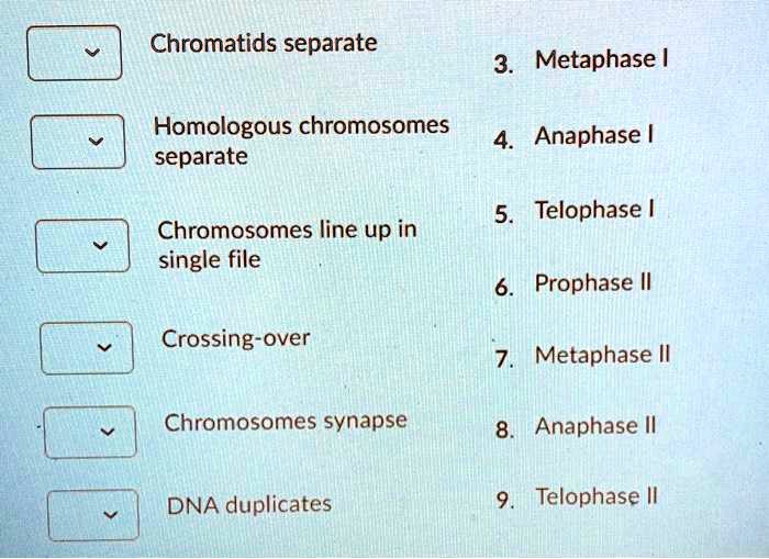 SOLVED: Chromatids separate 3. Metaphase / Homologous chromosomes ...