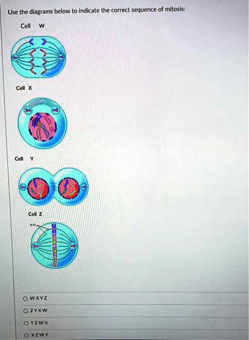 SOLVED: Use the diagrams below to Indicate the correct sequence of ...