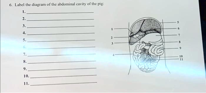 6. Label the diagram of the abdominal cavity of the pig. 1. 2. 3. 4. 5 ...