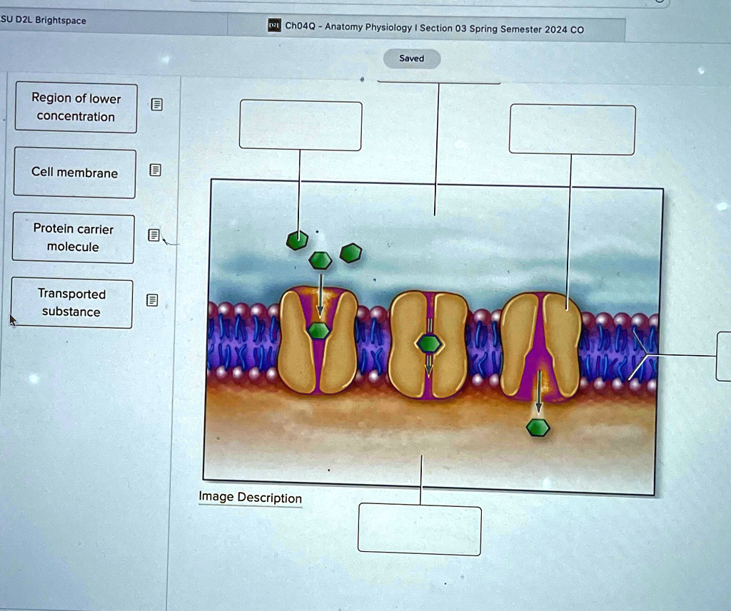 SU D2L Brightspace Region of lower concentration Cell membrane Protein ...