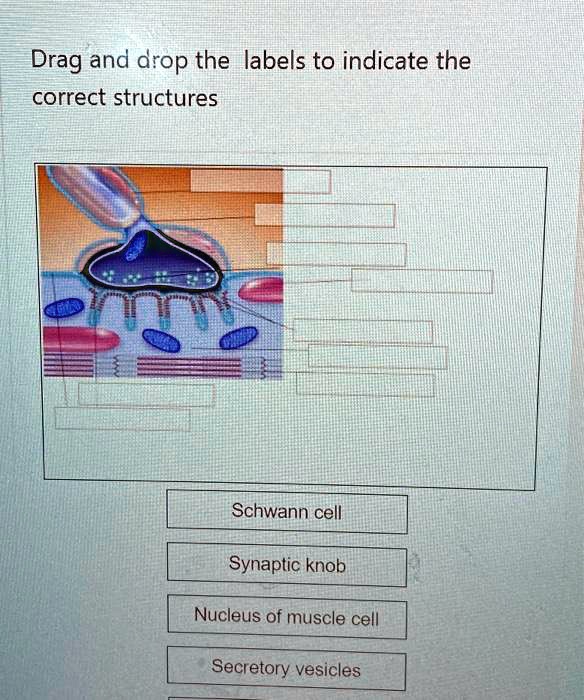 Drag and drop the labels to indicate the correct structures Schwann ...