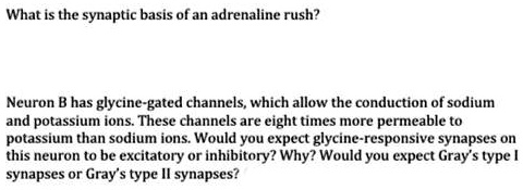 SOLVED: What is the synaptic basis of an adrenaline rush? Neuron B has ...