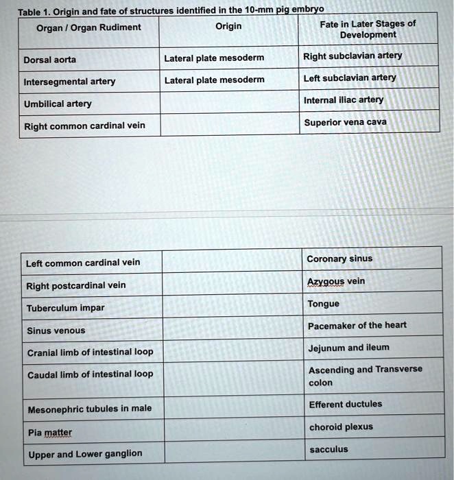Table 1. Origin and fate of structures identified in the 10-mm pig ...