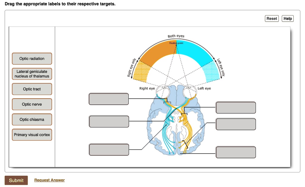 drag the appropriate labels to their respective targets reset help both eyes optic radiation ...