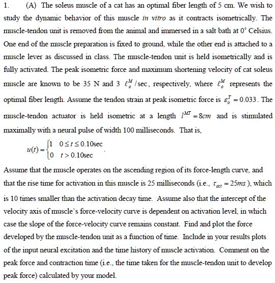 SOLVED: The soleus muscle of a cat has an optimal fiber length of 5 cm ...