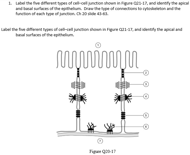 Label the five different types of cell cell junction shown...