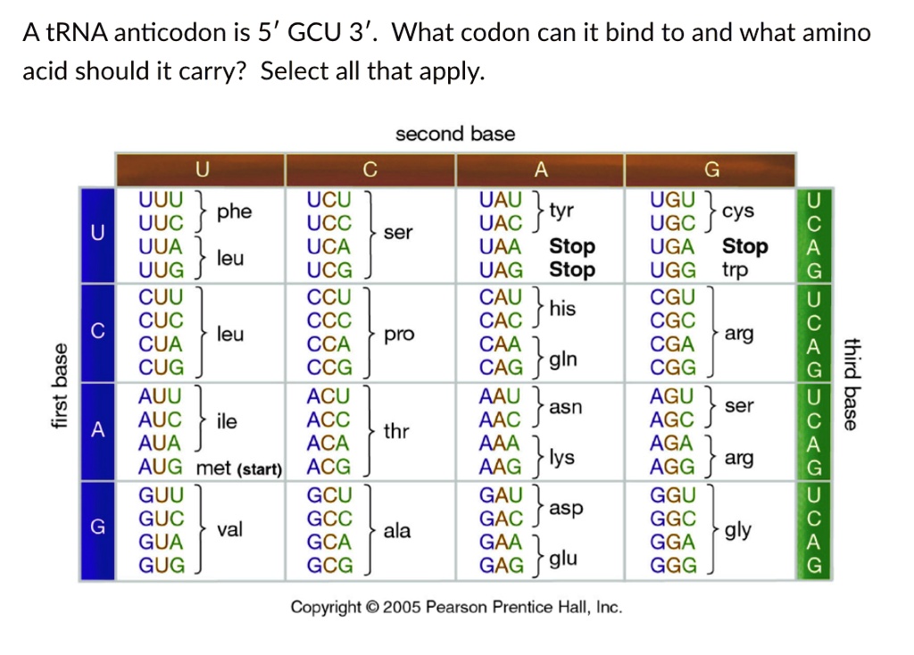 SOLVED: tRNA anticodon is 5' GCU 3'. What codon can it bind to and what amino acid should it ...