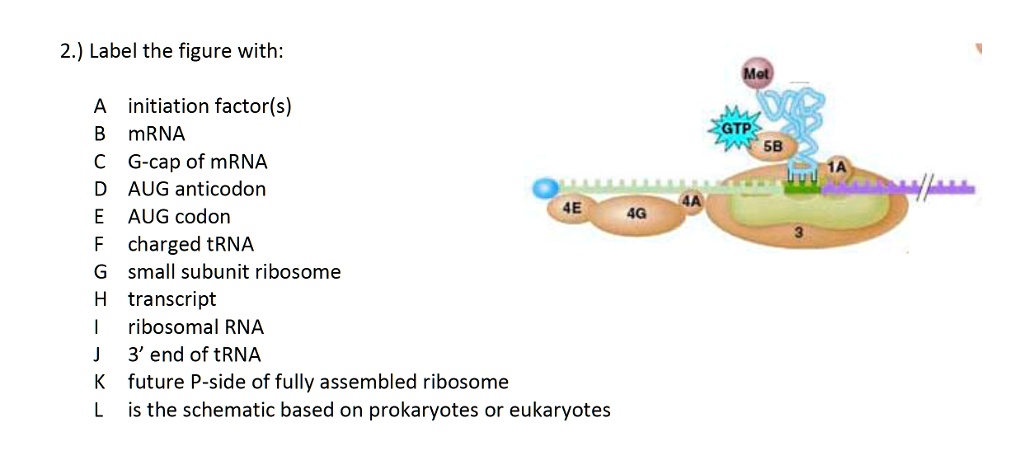 SOLVED:2.) Label the figure with: Mel initiation factor(s) mRNA G-cap ...