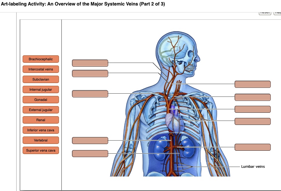 Art-labeling Activity: An Overview of the Major Systemic Veins (Part 2 ...