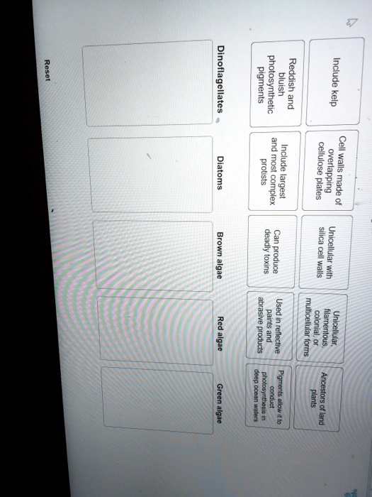 Dinoflagellates are unicellular organisms that include kelp, diatoms ...