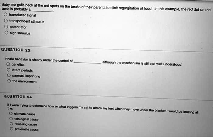 Baby sea gulls peck at the red spots on the beaks of their parents to ...