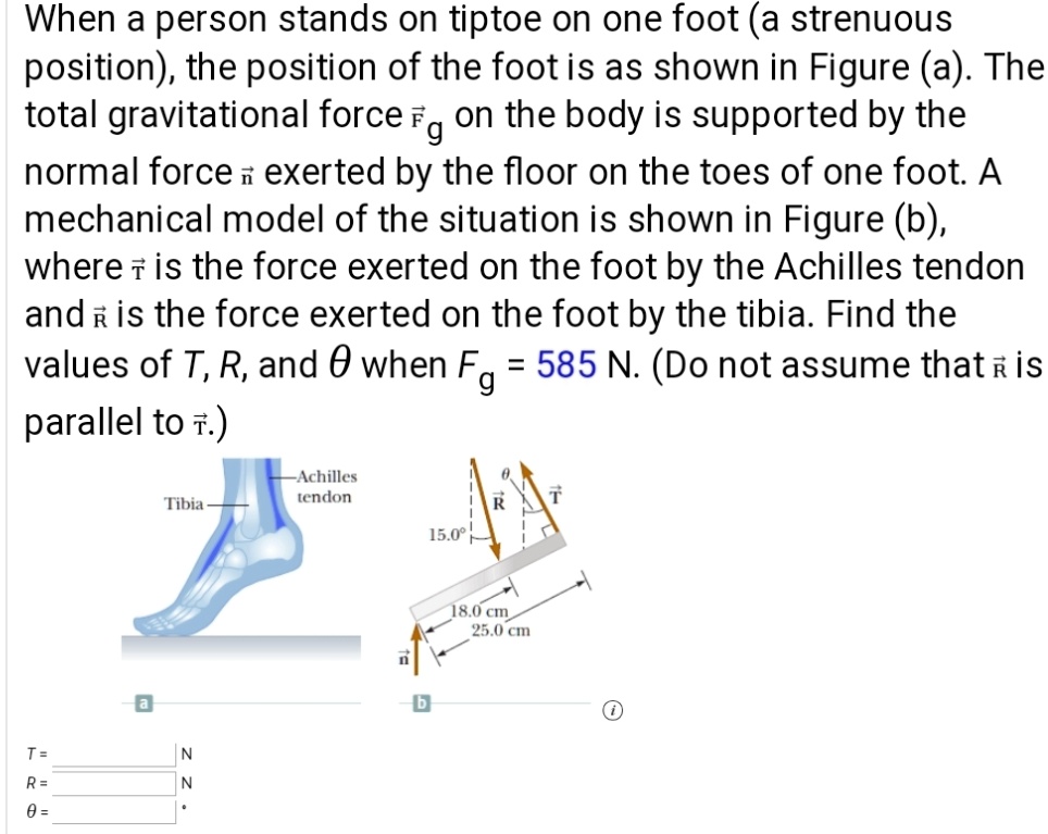 SOLVED: When a person stands on tiptoe on one foot (a strenuous ...