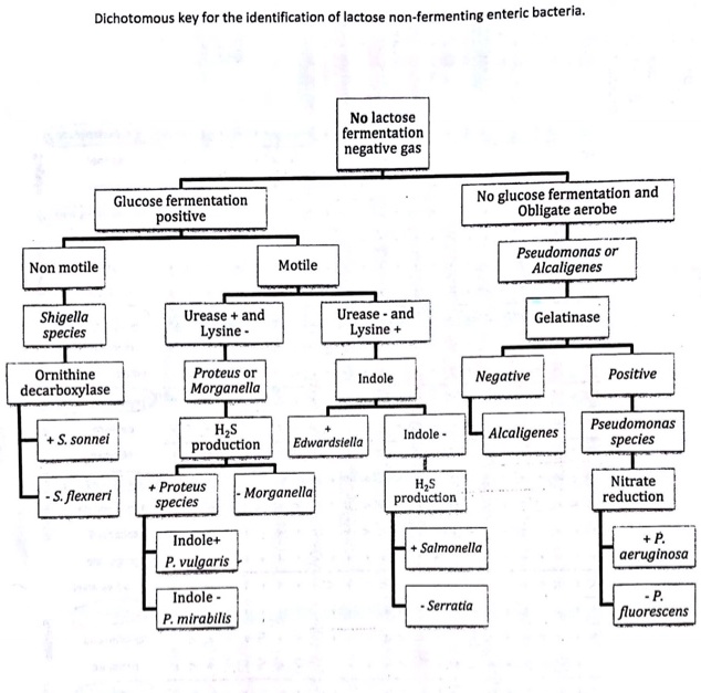 SOLVED: Dichotomous key for the identification of lactose non ...