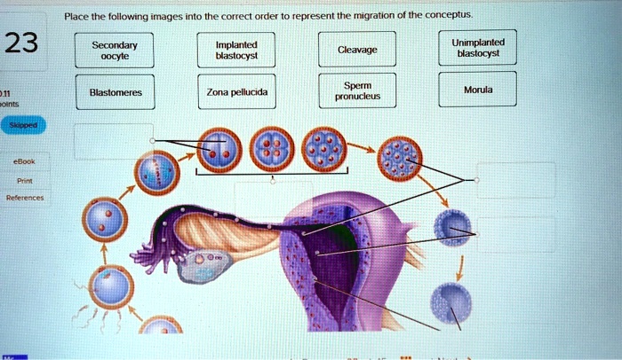 Place the following images into the correct order to represent the ...